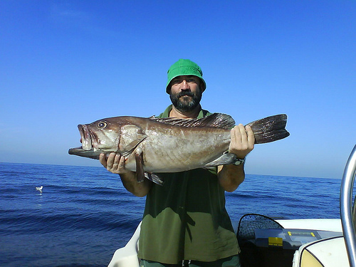 La Encantaria de las Cinco Villas: Pescados de roca por encargo