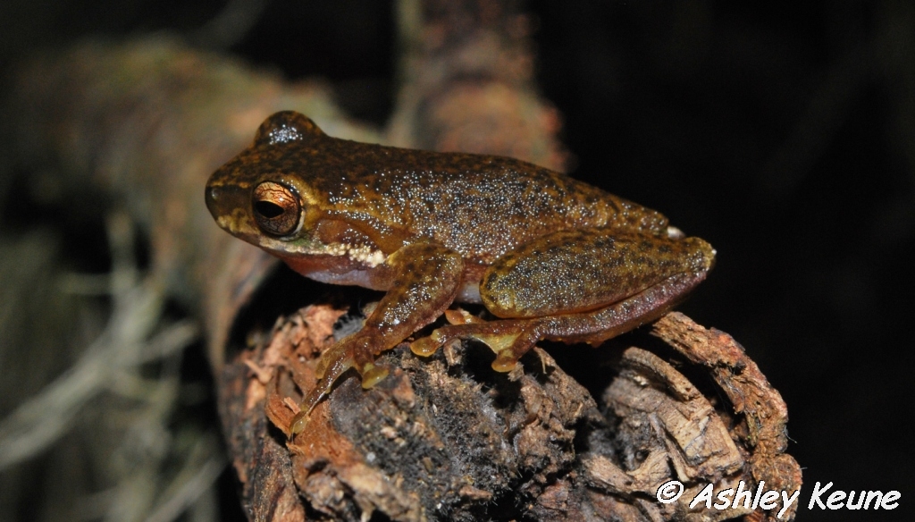 Australian Frogs Photography: KEUNEA PHOTOGRAPHY: Pearson's Green Tree ...