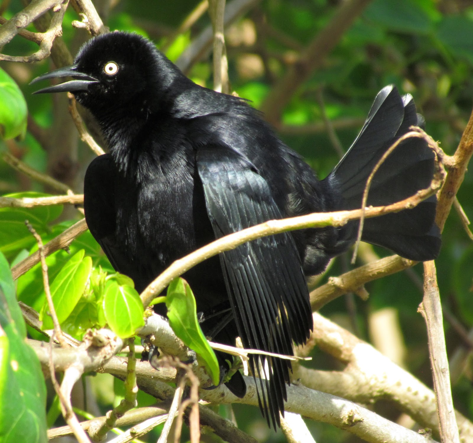 Foto Blog Puerto Rico: Mozambique o Chango