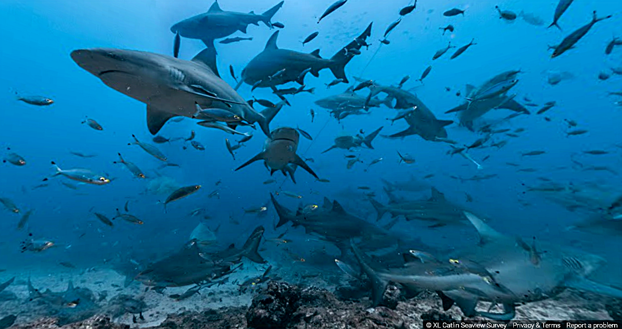 The Best Shark Dive in the World!: Fiji Beqa Sharks!