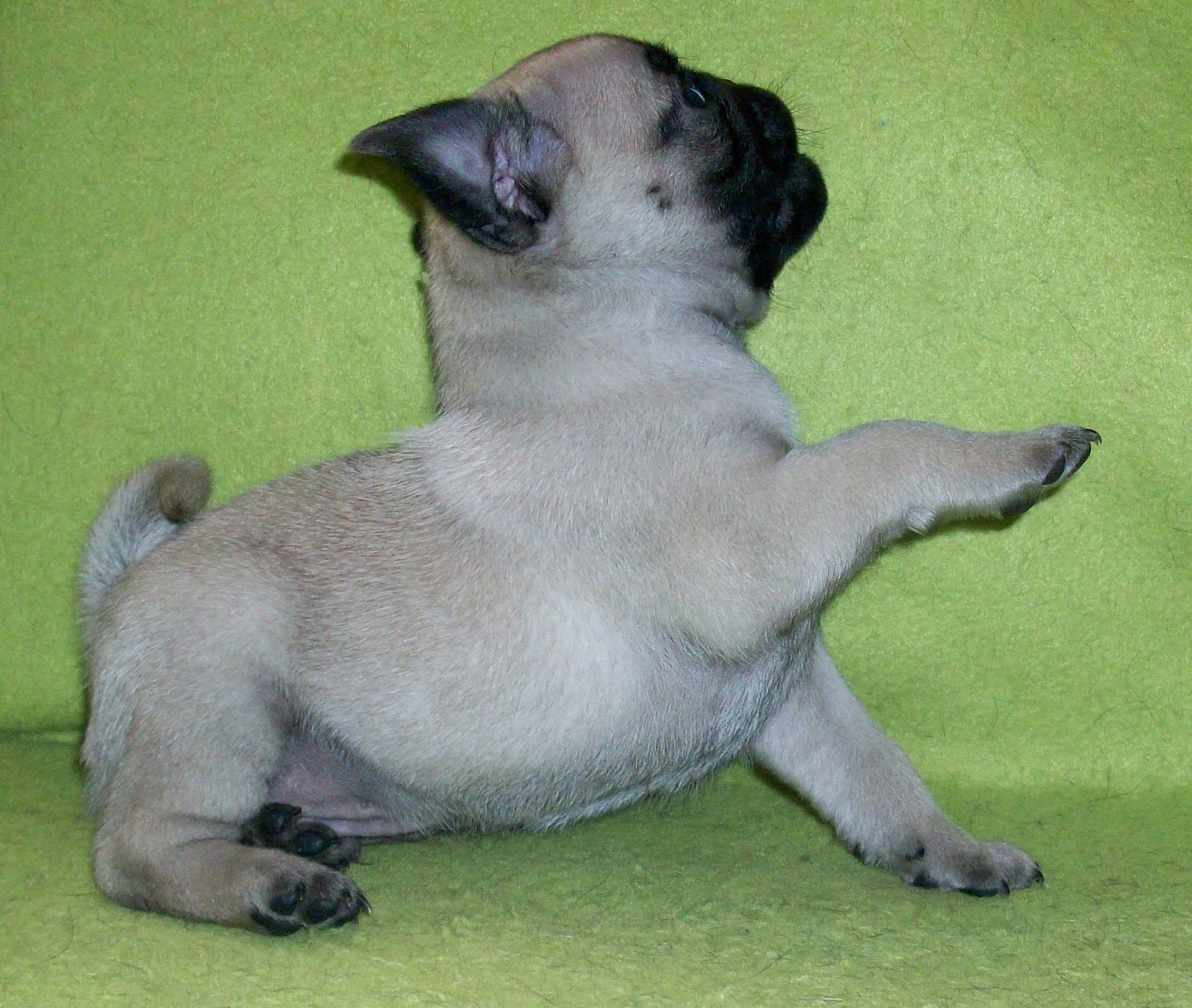 PUG LAGUNA TODO SOBRE LOS PUGS: cachorritos pug en venta