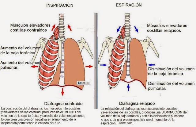 MiMa TerapiasNaturales: La importancia de la respiración