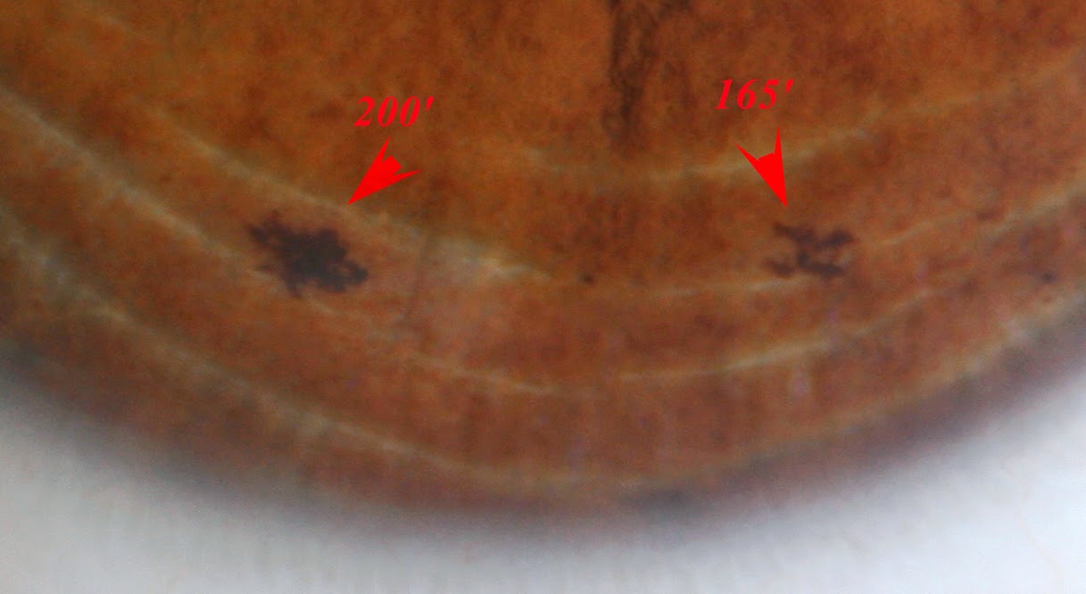 Modern & Multidimensional Iridology: Melanin Pigments Intercept with ...