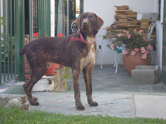 Adoptándonos: Ari, hermoso perro de tamaño grande y color chocolate en ...