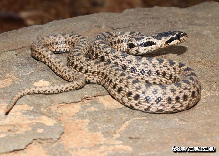 Balkan Wildlife: List of snakes in Bulgaria