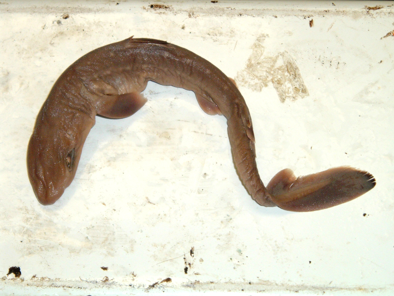 Spiny Dogfish - True Wildlife Creatures