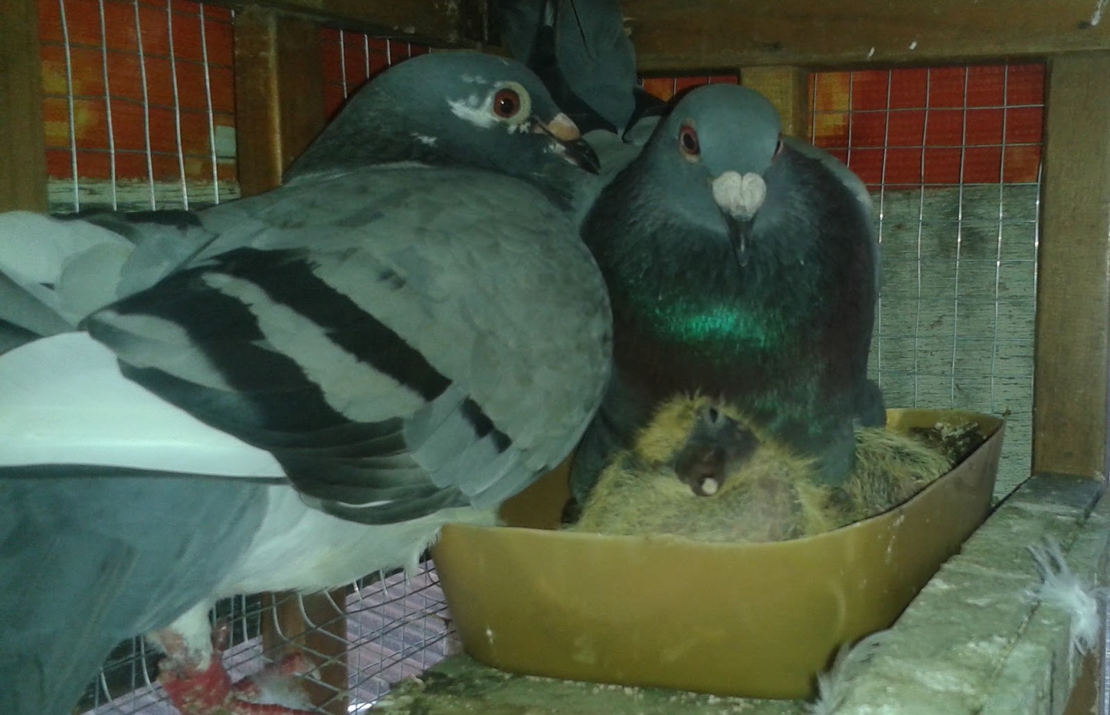 Raising Pigeon: The Pigeons