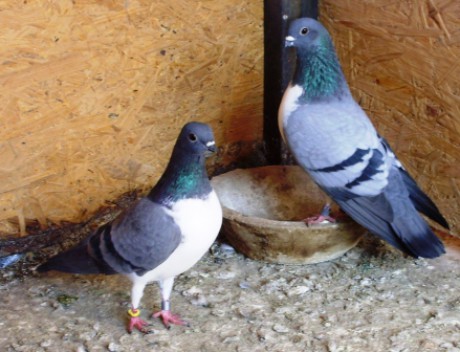 Budapest Kiebitz | BD PIGEONS