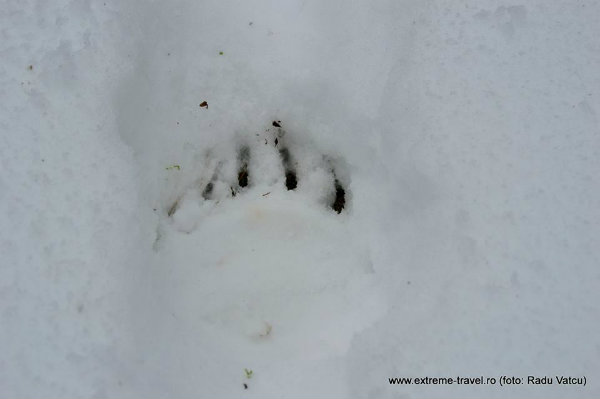 Kundalini: Miercurea fara cuvinte! Urma ursului