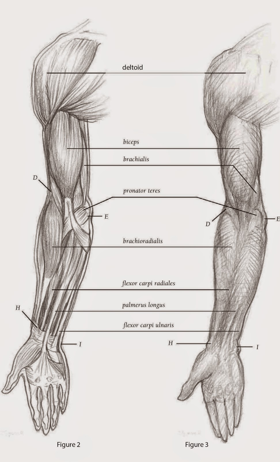 Drawings: DEPICTING THE ARM FRONT VIEW