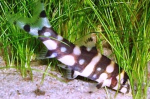 The family of aquarium fish loaches (Cobitidae): Botia kubotai - this ...