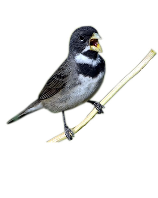 BLOG BULÚ DICAS E MANEJOS: FOTOS