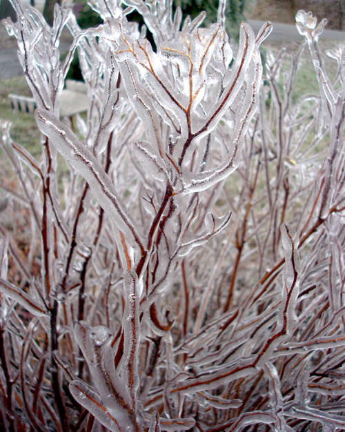 Pixie Hill: Ice and Toadstools