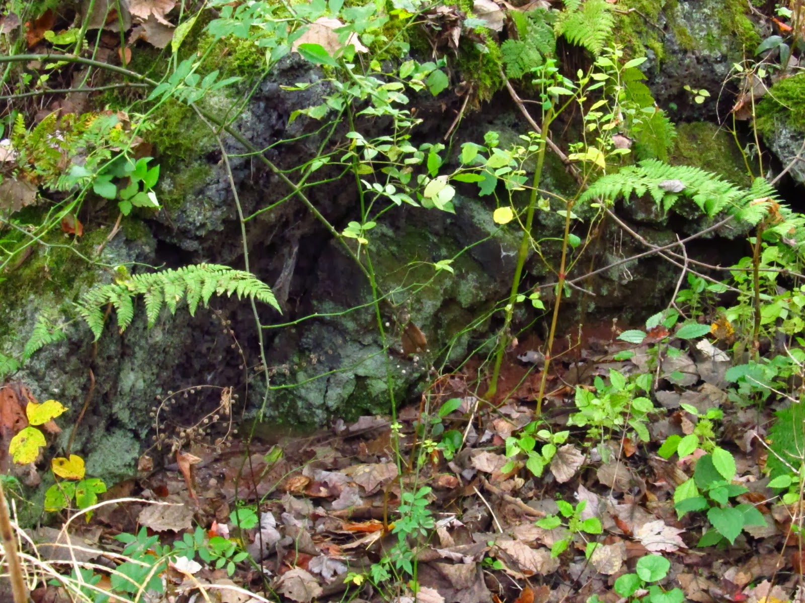 Old Industry of Southwestern Pennsylvania : Southwest No. 3/Tarrs, PA