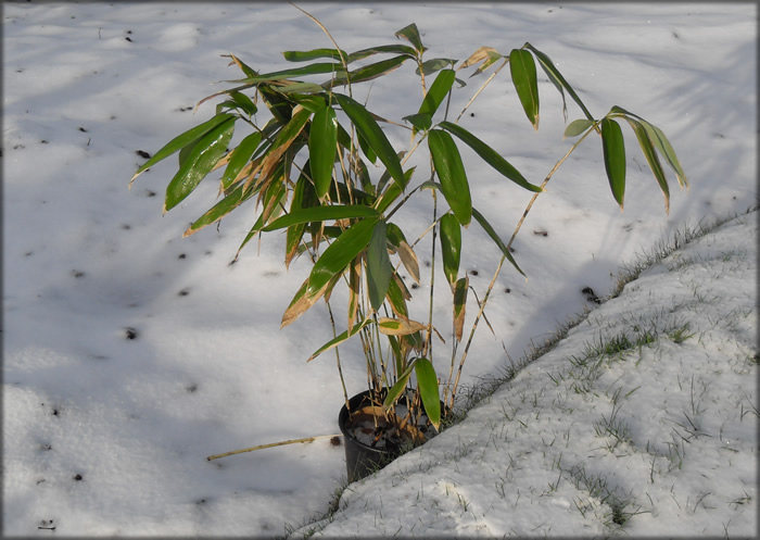 How To Grow Bamboo Plants | Garden How