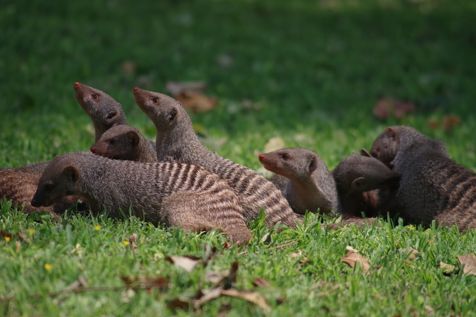 NSF EEID Study Disease Ecology Of The Social Banded Mongoose Botswana Banded Mongoose nsf-eeid-study-disease-ecology-of-the-social-banded-mongoose-botswana-banded-mongoose