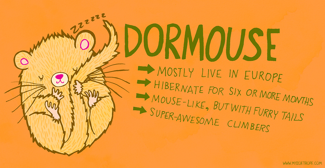 My Zoetrope: 071: Dormouse