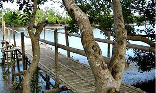 Capiz Best Adventure: Visits Panay's Natural Wonder,Mangrove Forest