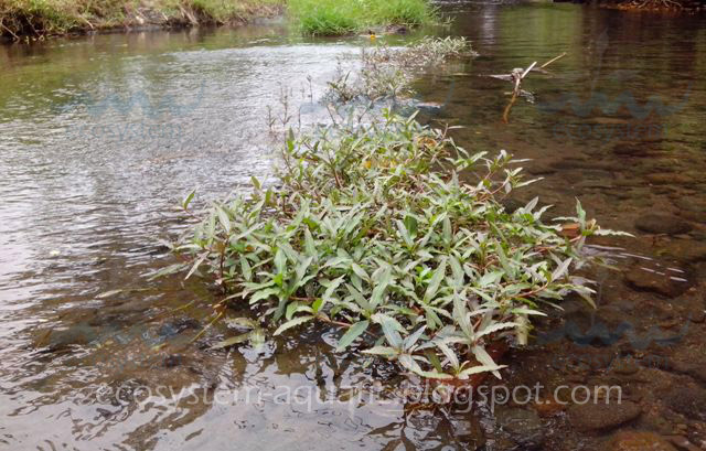 Ecosystem Aquatic Indonesia: Seputar Tanaman Air