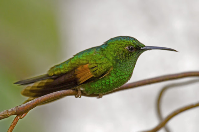 COSTA RICA 2011: Blue-tailed Humming Bird