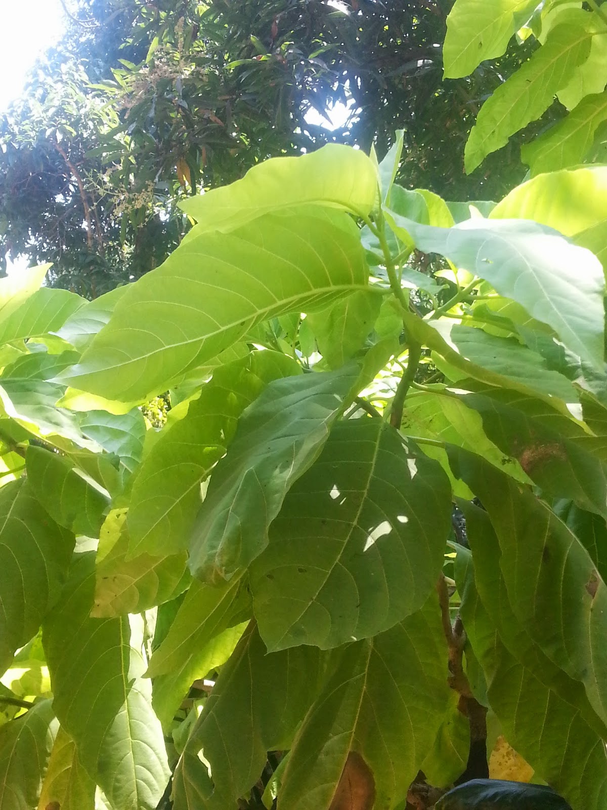 Yen samayal arai: NACHUKOTTAI KEERAI KAARAKUZHAMBU