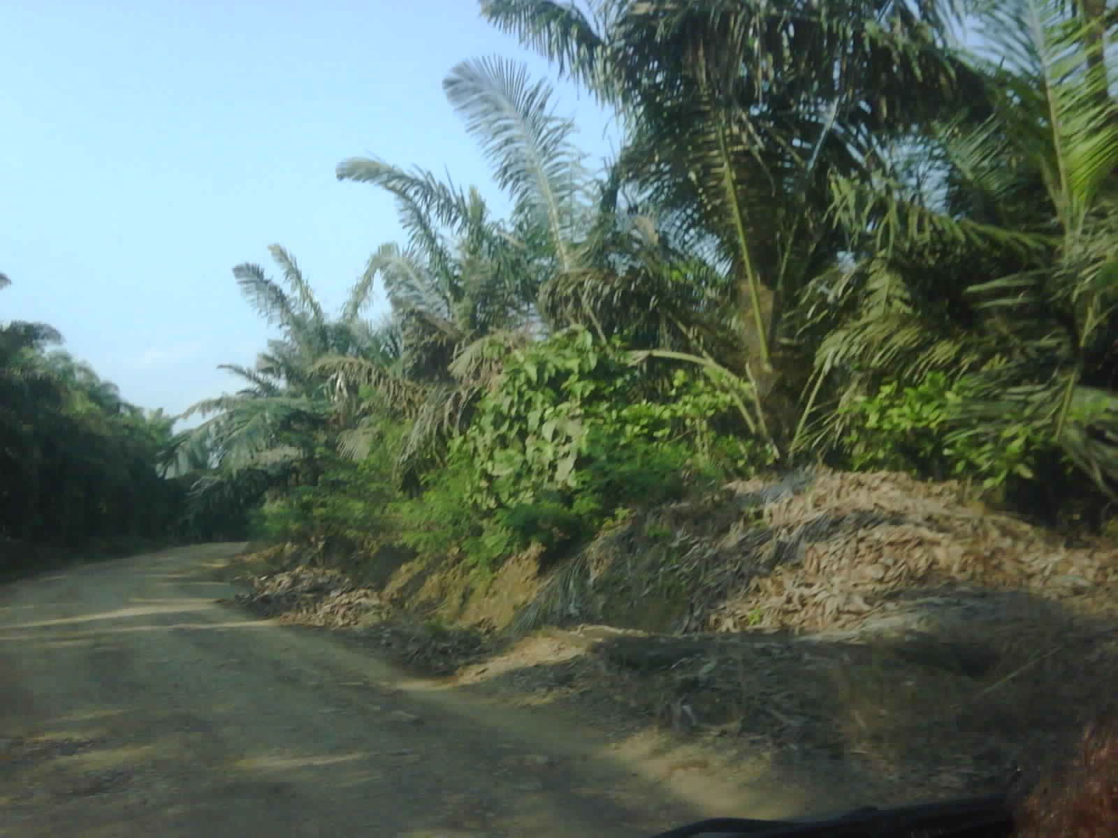 kebun aren: Berkunjung ke Kebun Aren di Balung River Eco Resort, Tawau ...