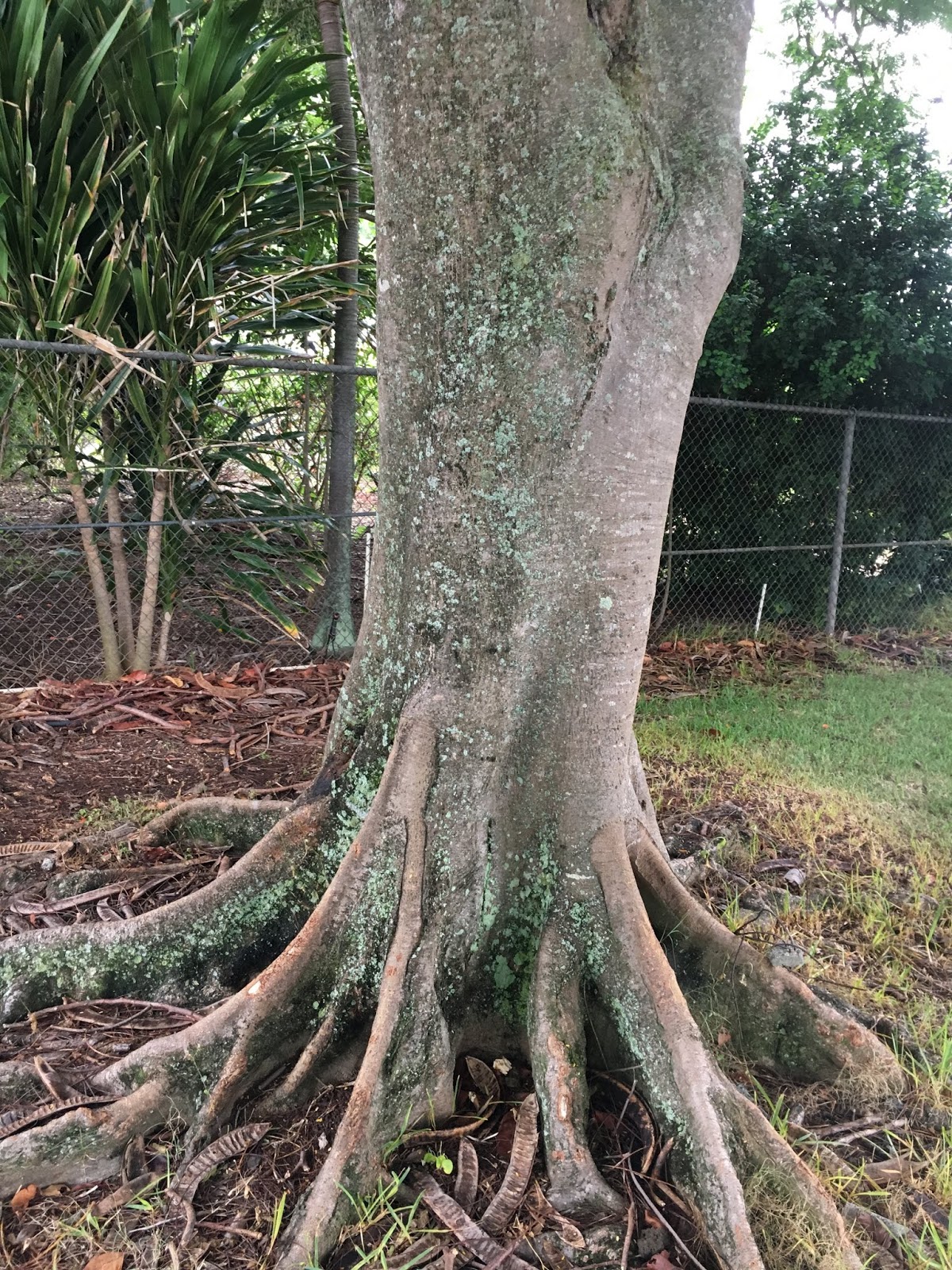 Delonix regia (Royal Poinciana)