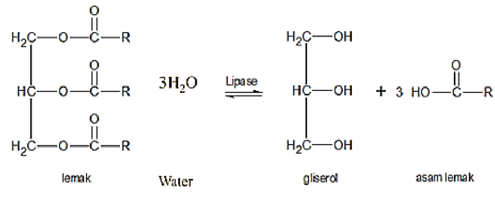 Klasifikasi, Sumber dan Sifat Lipida - Sains Pangan