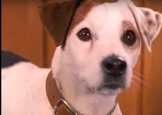 View from the Birdhouse: Dear Abby - Famous TV Dogs: Wishbone