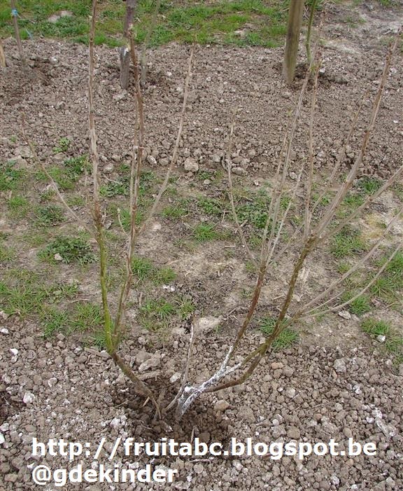 Inheems- en uitheems fruit: Kleinfruit voor kleine tuinen. Eenvoudige ...
