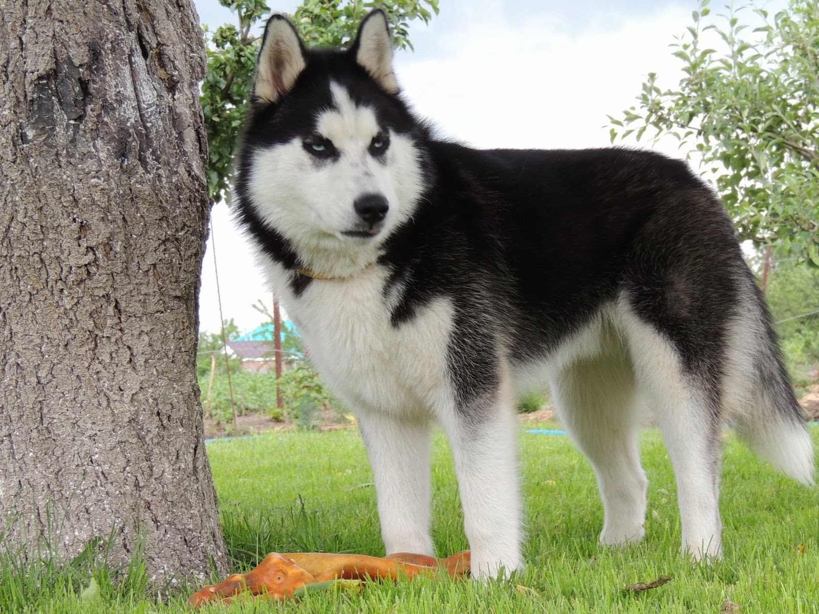 Cães & Cães: Husky Siberiano