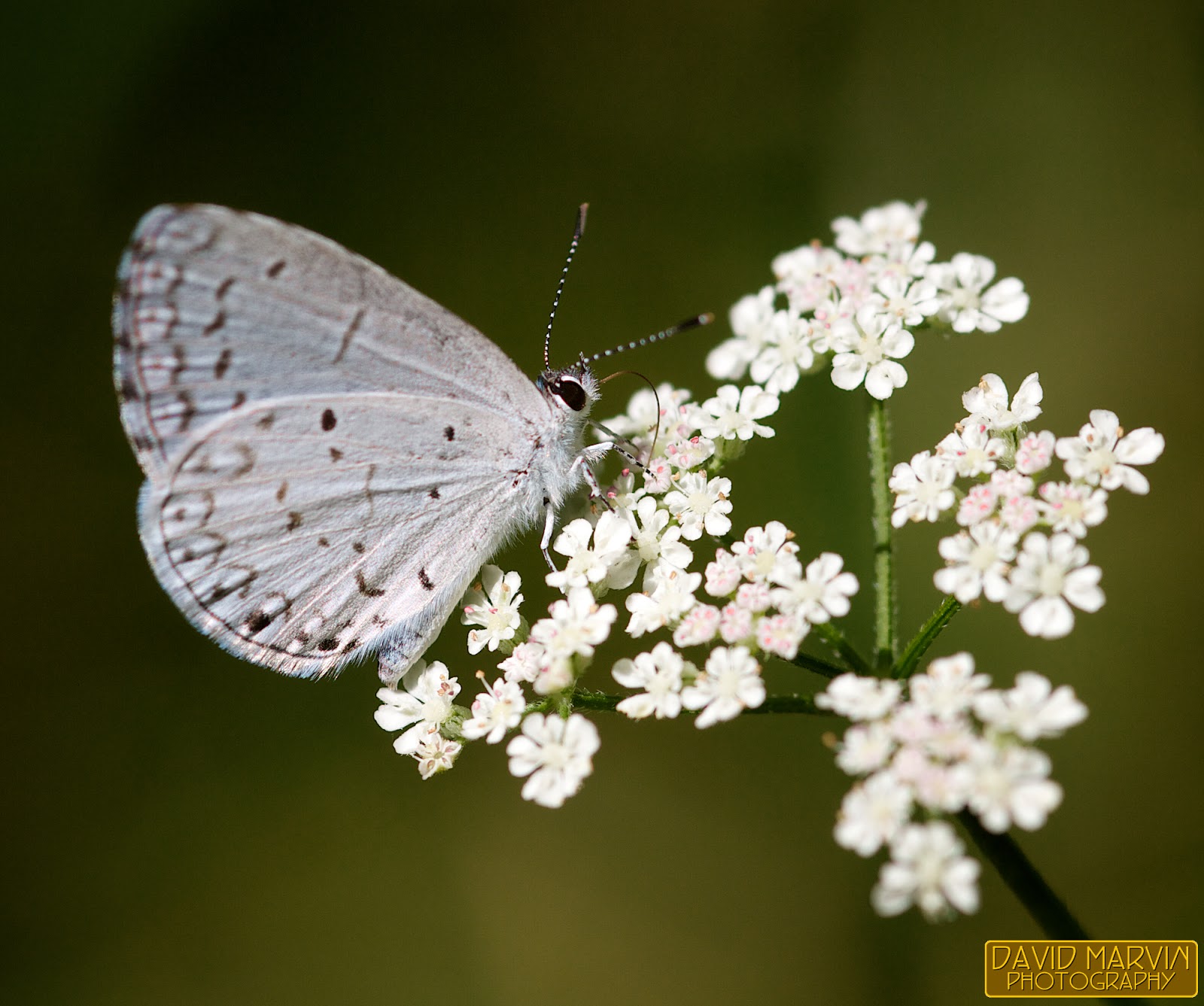 David Marvin Photography - Lansing, Michigan: Tiny Butterfly