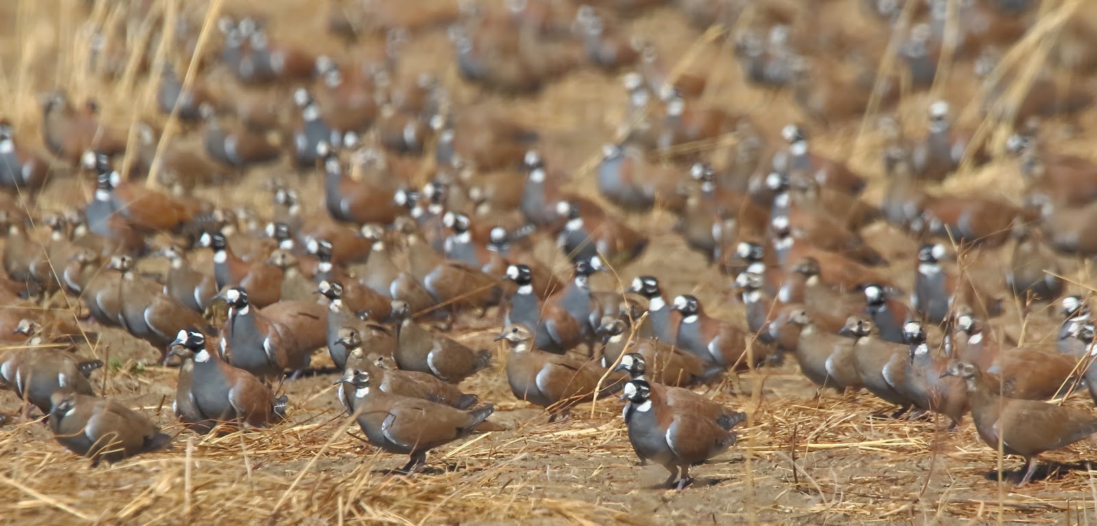 Richard Waring's Birds of Australia: Big flock of Flock Bronzewings