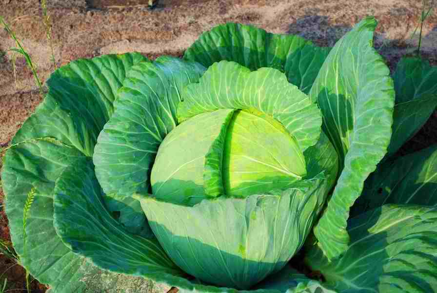 Cabbage fertilizer recommendations ~ Agri-Science Reference