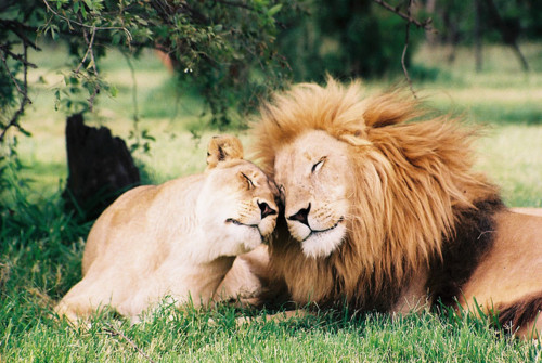 live. happy.: lion love