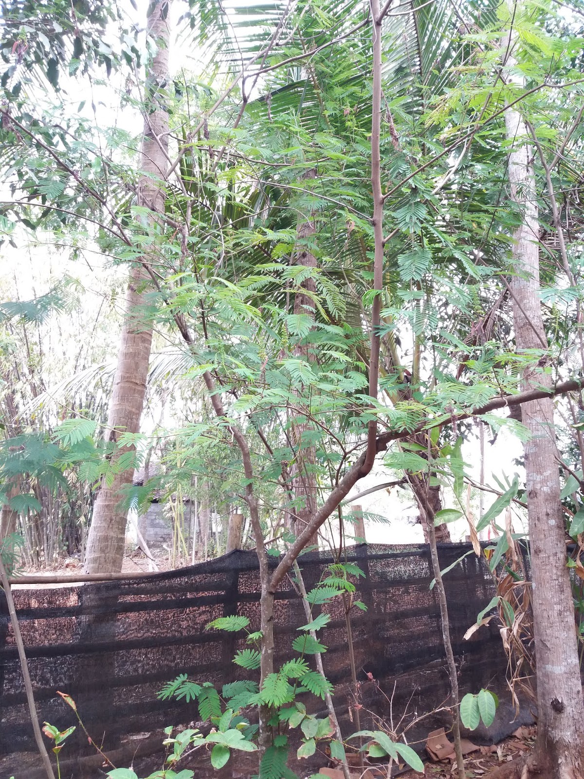 Budidaya Lebah Lanceng (Apis Trigona) KTH Madusari, Nglipar Gunungkidul ...