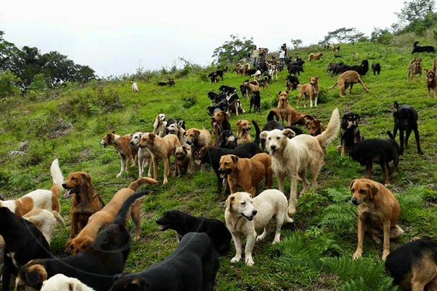 There is a refuge from 900 dogs in Costa Rica