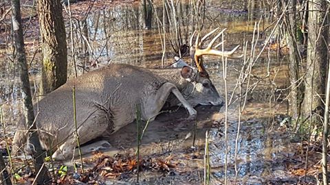 Marian's Hunting Stories, etc., etc., etc...: Swamp Buck
