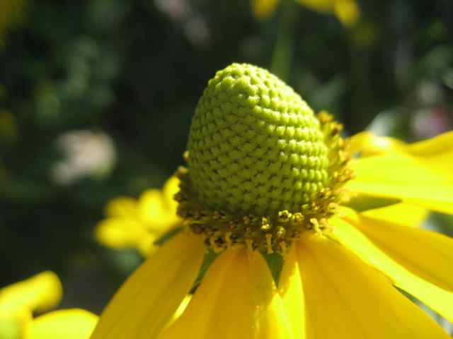 Cone Shape In Nature
