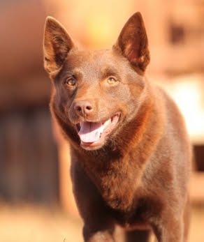 Geelong Visual Diary: A red kelpie