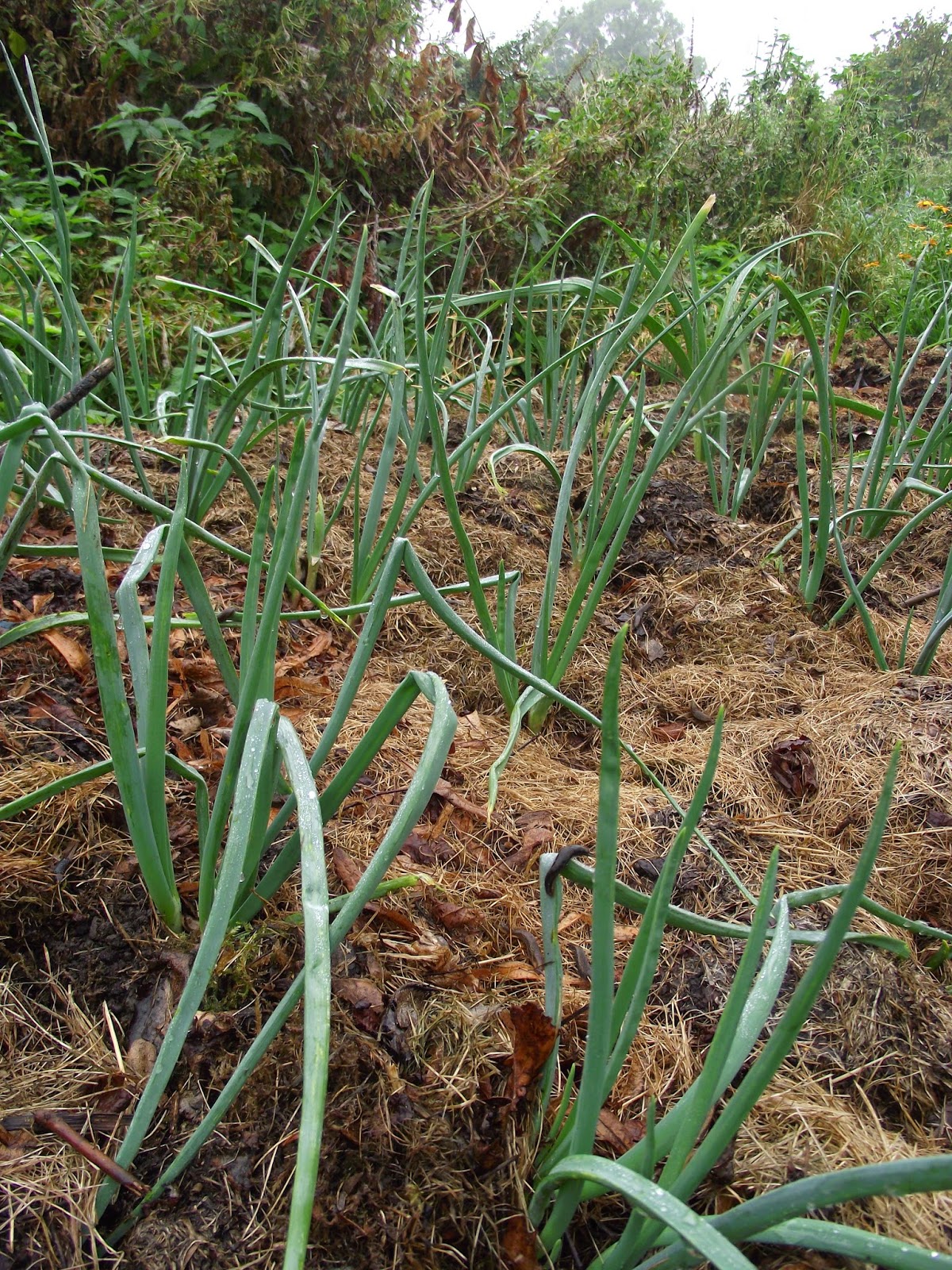 This and That: Perennial Onions