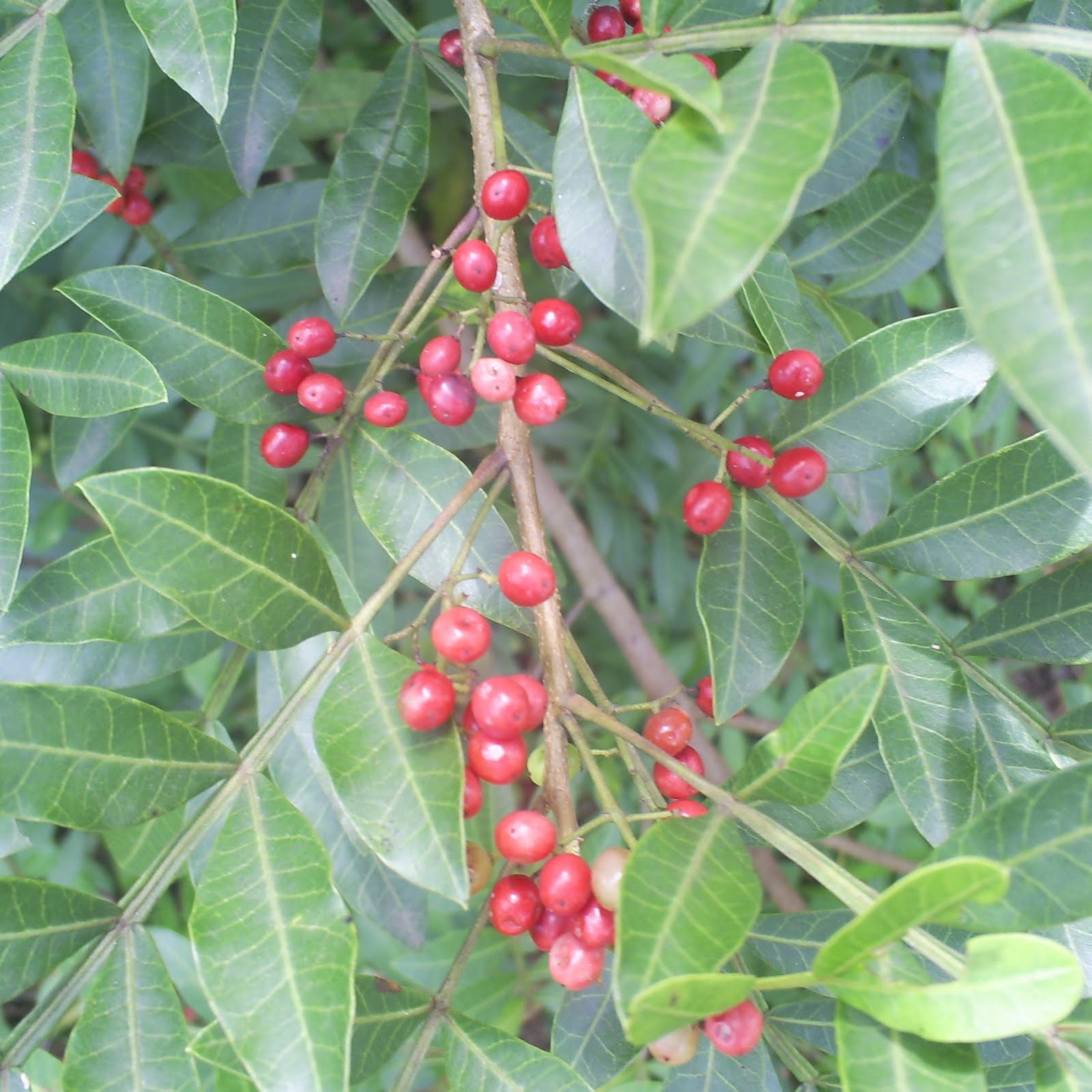 As Árvores do Brasil: Aroeira mansa - Schinus terebinthifolius