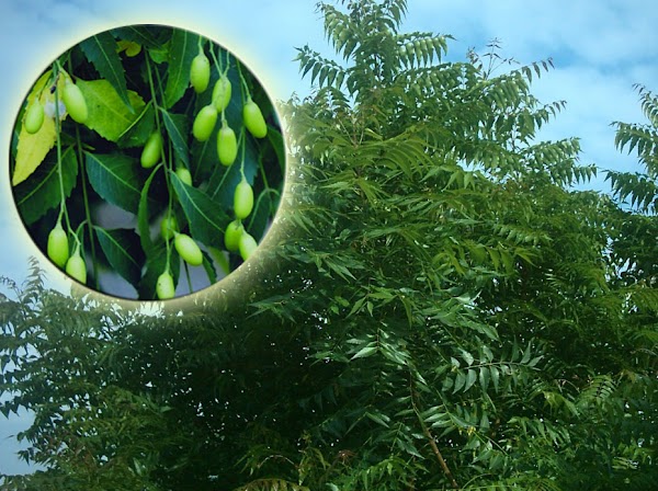 Neem Tree- Bitter Boon - Home Remedies | Natural Cure | Ayurveda