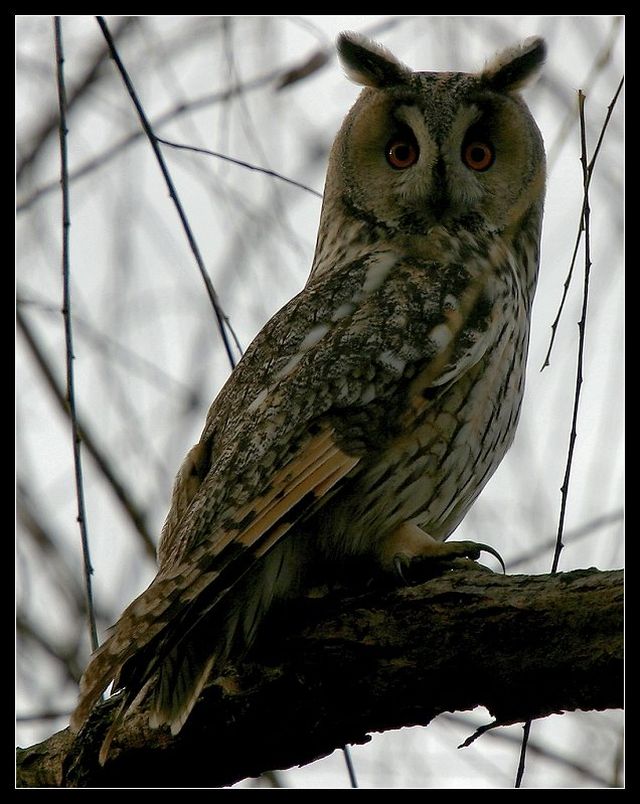 Baglyok: Erdei fülesbagoly