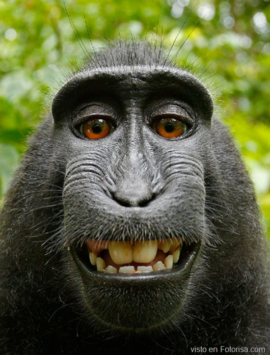 MONO QUE SEA FEO - Imagui