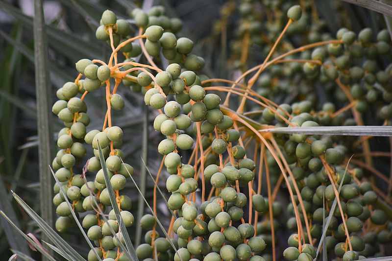 MALINALLI · herbolaria médica: DÁTIL, DATILERO, DATILERA . DATE, DATE ...