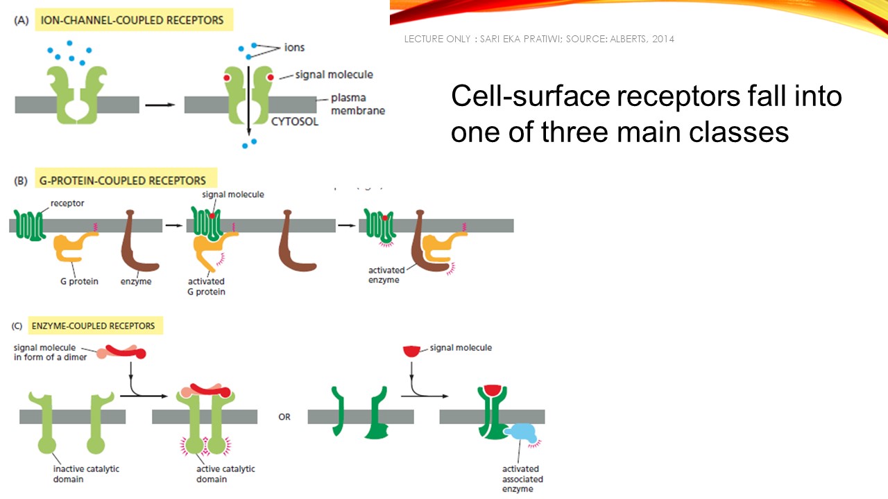 MOLECULAR BIOLOGY AND PATHOBIOLOGY : KULIAH 4- CELL SIGNALLING