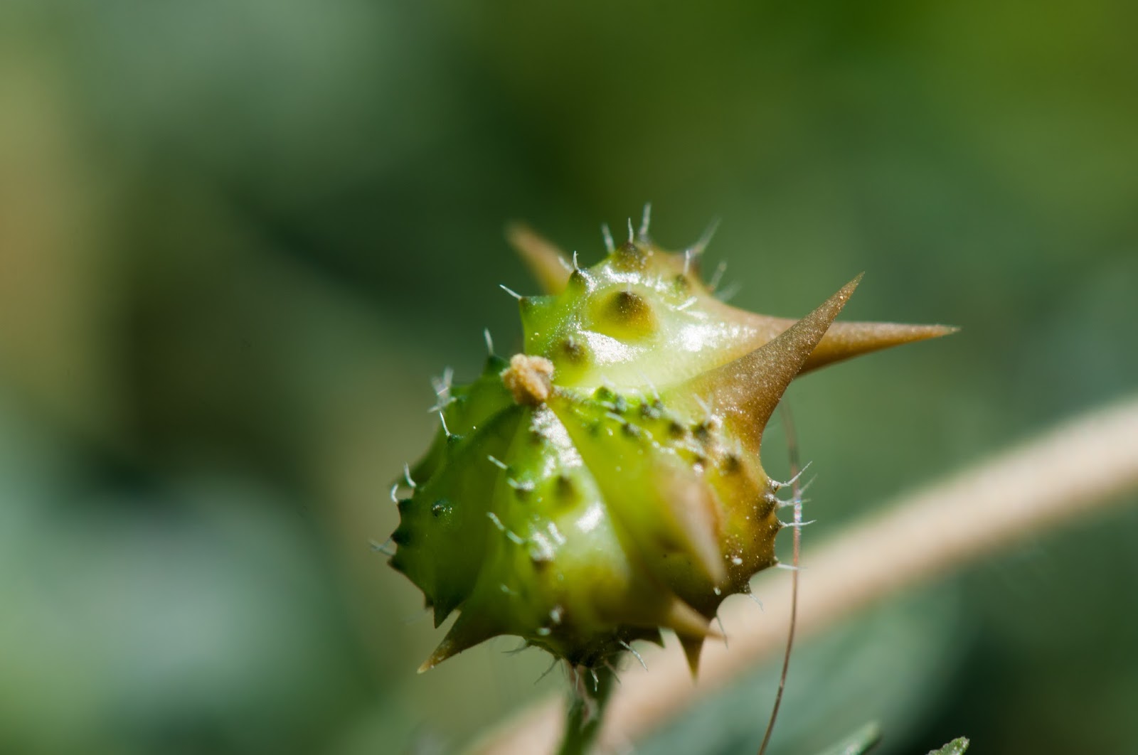 Desde Alájar: Abrojos