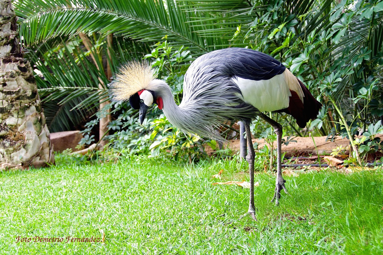 Grulla real | Fotografía Demetrio Fernández