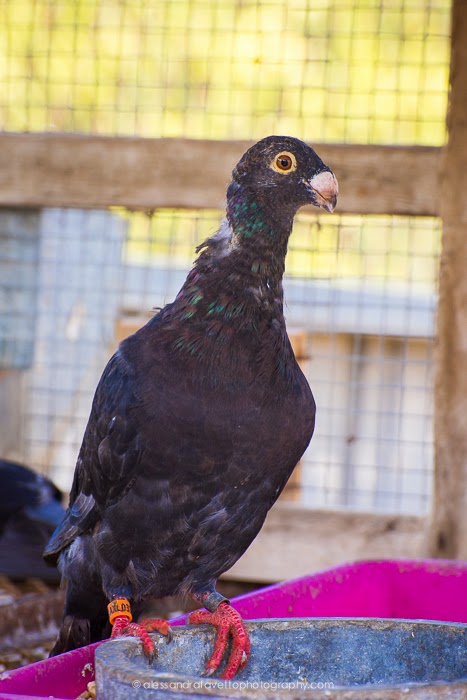 Criador de palomos El Nandi: Fotos de los palomos laudino sevillano del ...